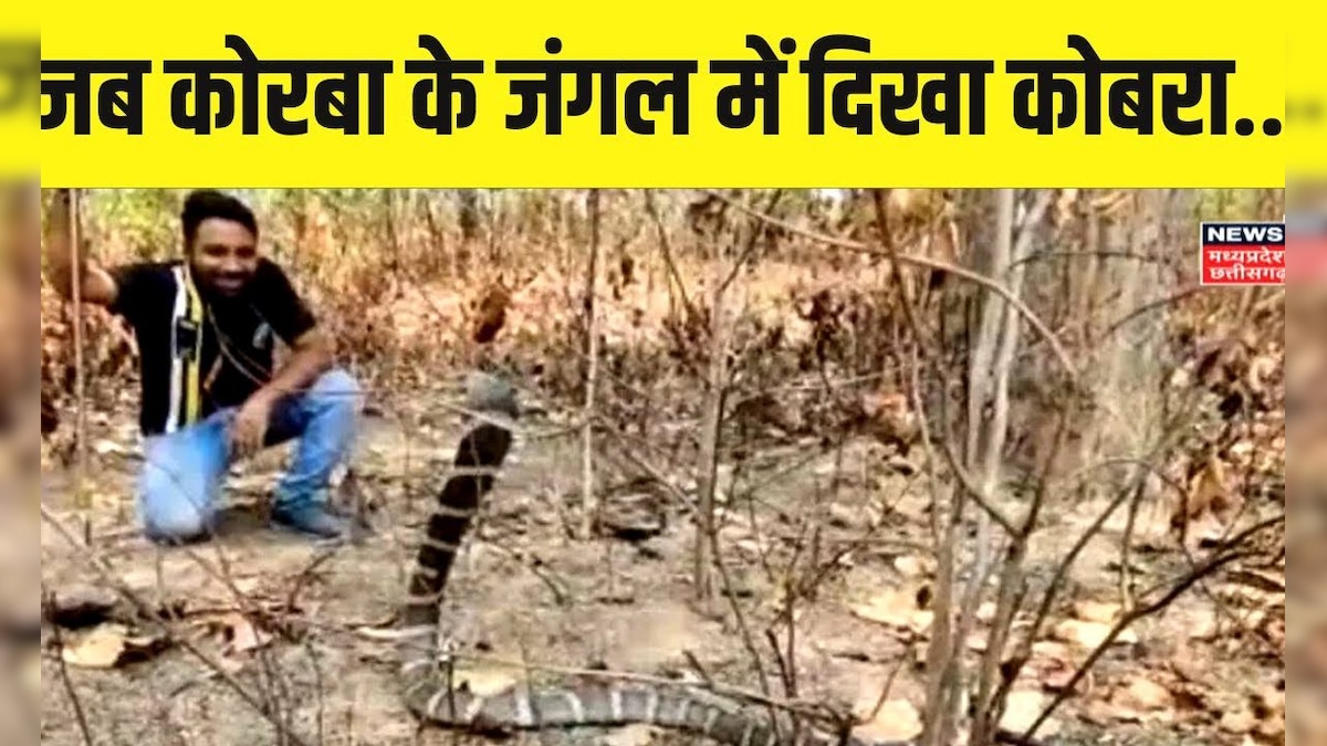Korba News : जब जंगल में मिला कोरबा | Korba Forest | CG news | Cobra Snake | Breaking News ...
