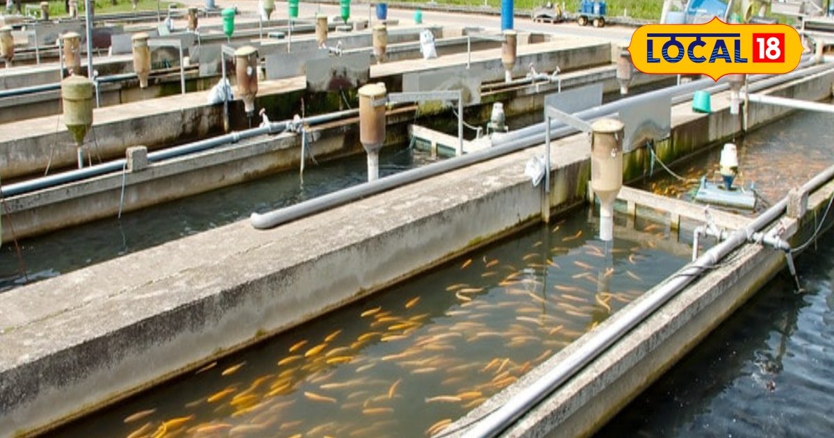 When and how to do fish farming Under this scheme the government is ...