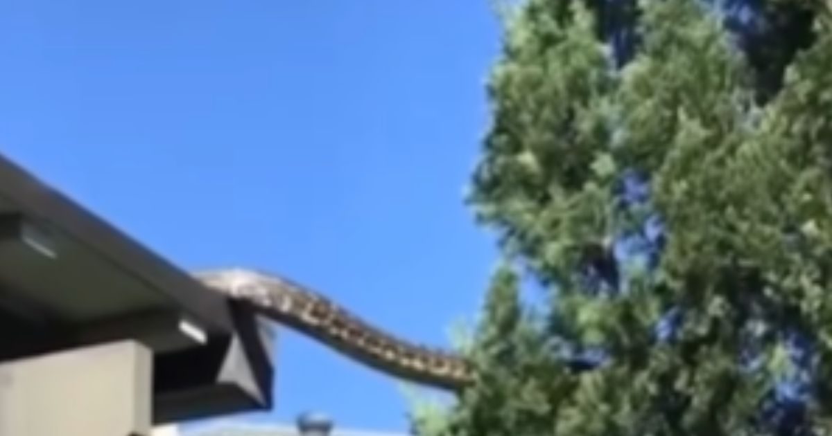 घर के छत पर जैसे ही पड़ी नजर, दहशत में आ गए लोग, खौफनाक मंजर देख कांप ...