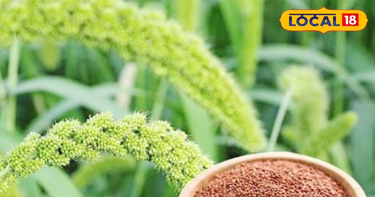Benefits of Ragi cultivation - News18 हिंदी