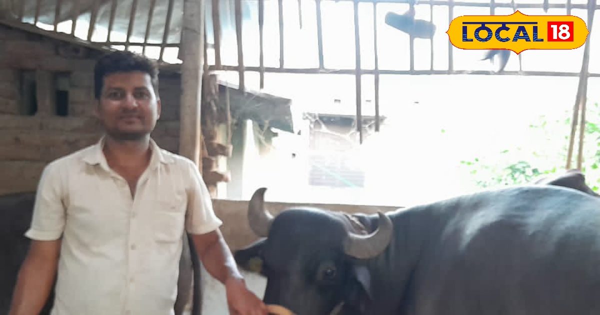Opened a buffalo stable after doing MSc, his buffalo has been a Gram ...