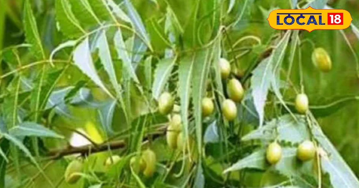 Health Tips: Bitter to eat but the benefits of this tree are sweet, no ...