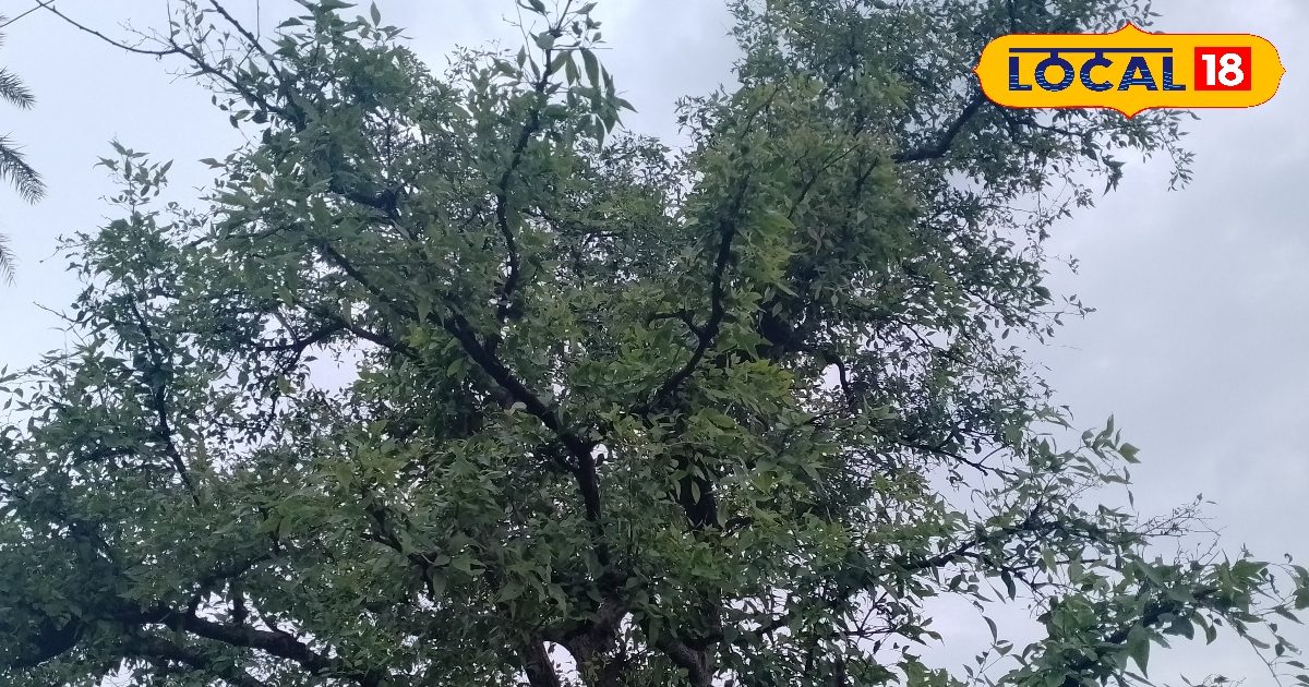 Importance of Bael leaves, leaves and fruits are offered in the worship ...