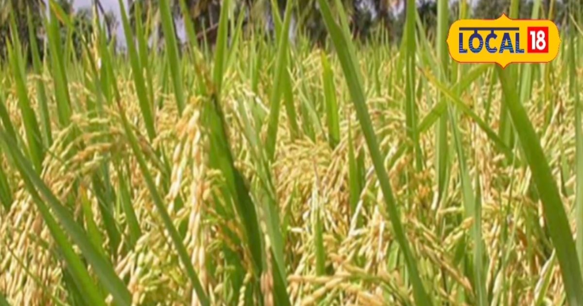 This variety of rice grows in less water or drought, developed by ...