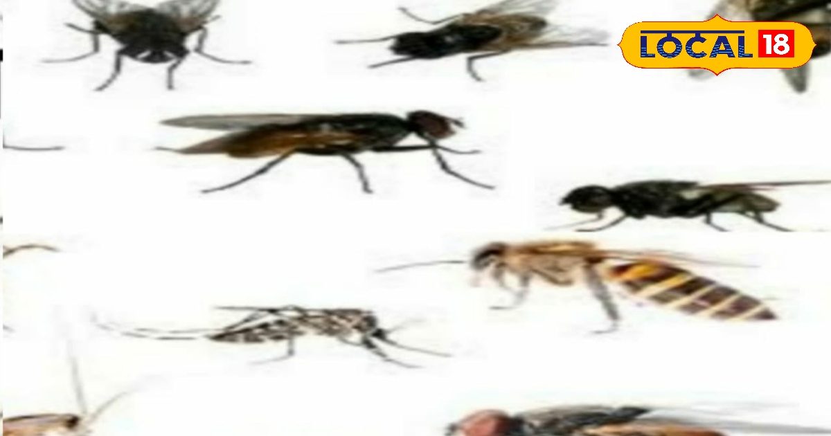 If insects are bothering you in the rainy season, then follow these ...