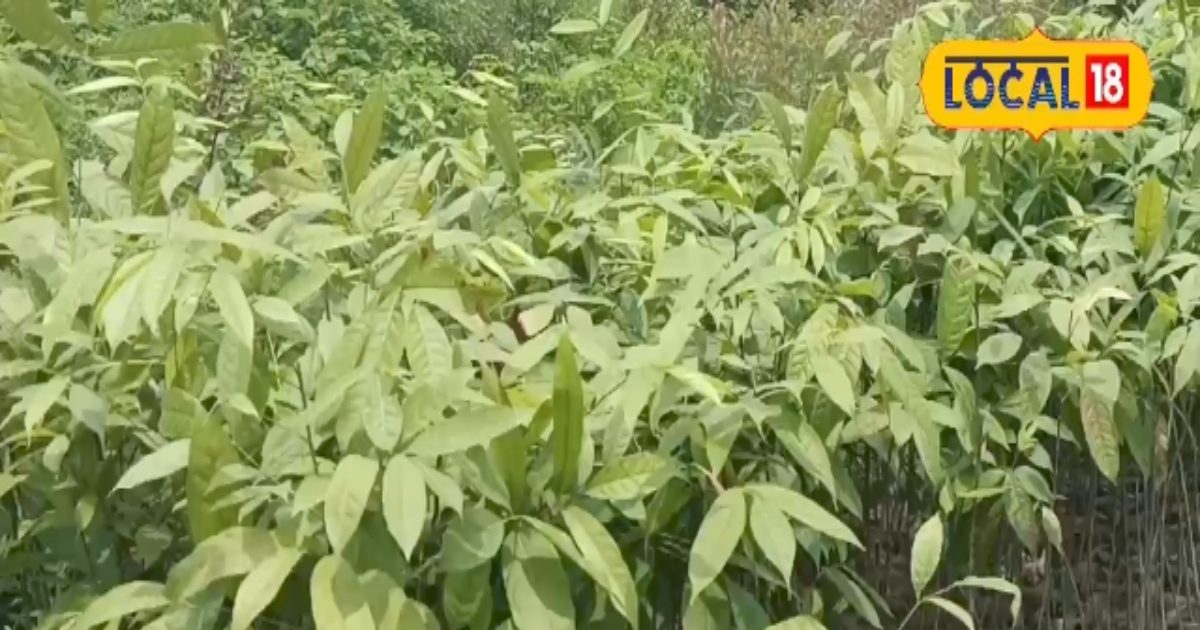 This scheme is amazing, take trees from here for ₹ 10, the government ...