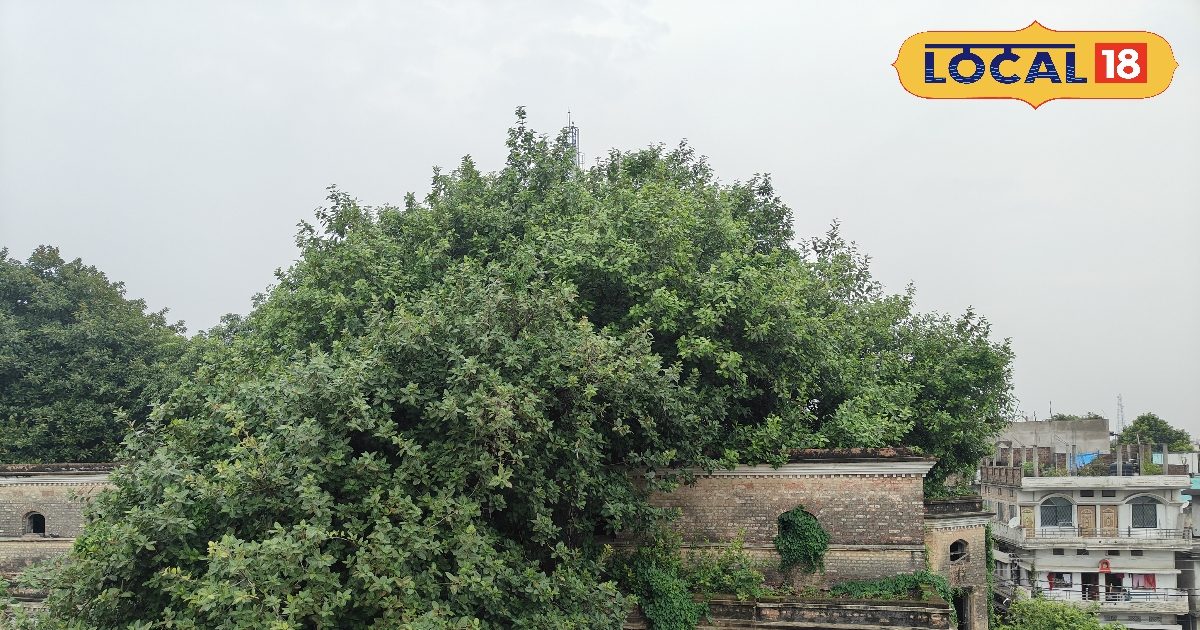 This is a wonder tree of Chhapra, its roots are not in the ground but ...