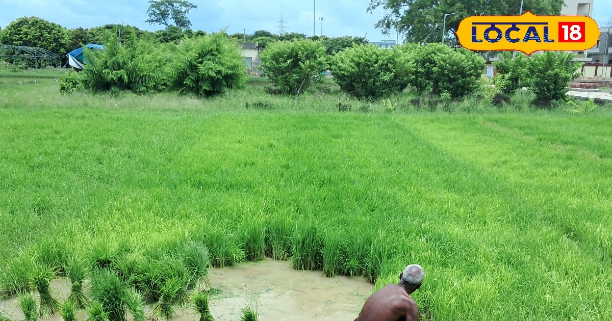 If the people of Bihar consume this rice, they will always remain fit ...