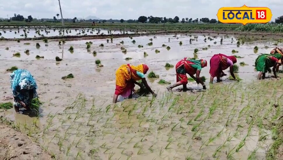 धान की रोपाई के समय यहां किसान करते है गोछी पूजा, जानें क्या है मान्यता ...
