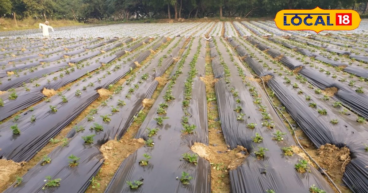 Use mulching technology in fruit and vegetable farming there will be ...