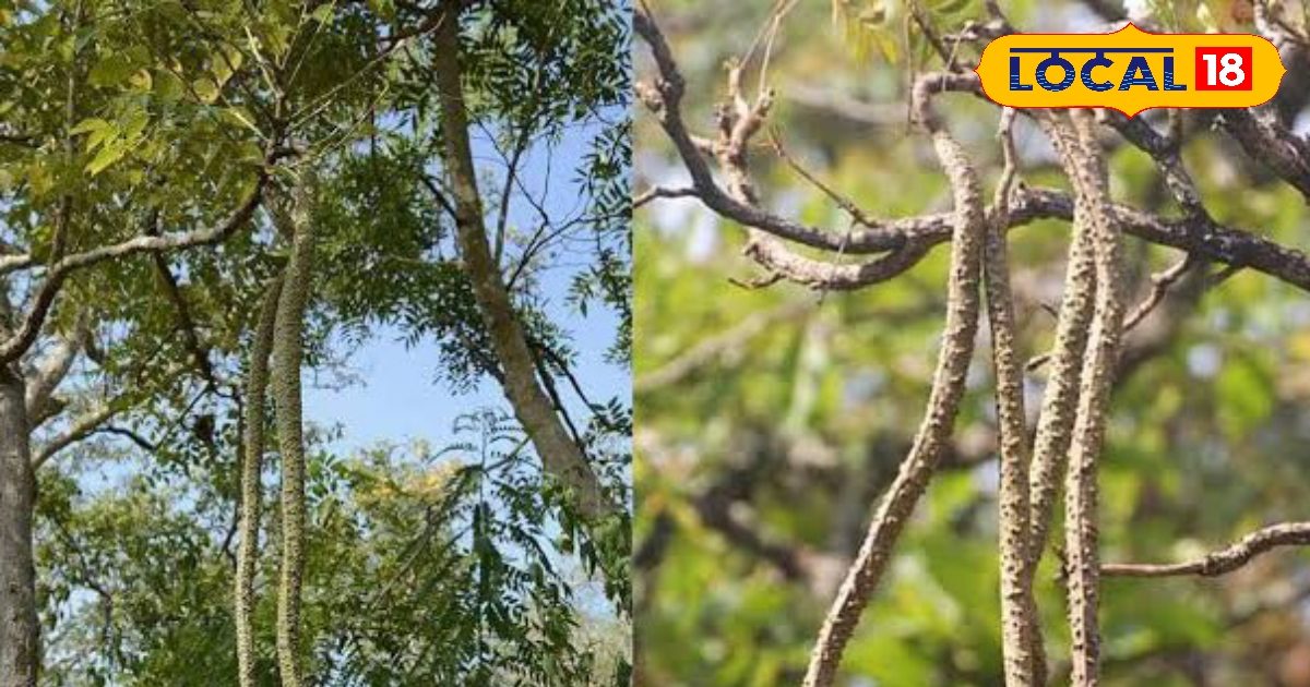 Nagdaun, Garuda and Sarpagandha protect your house from snakes, know ...