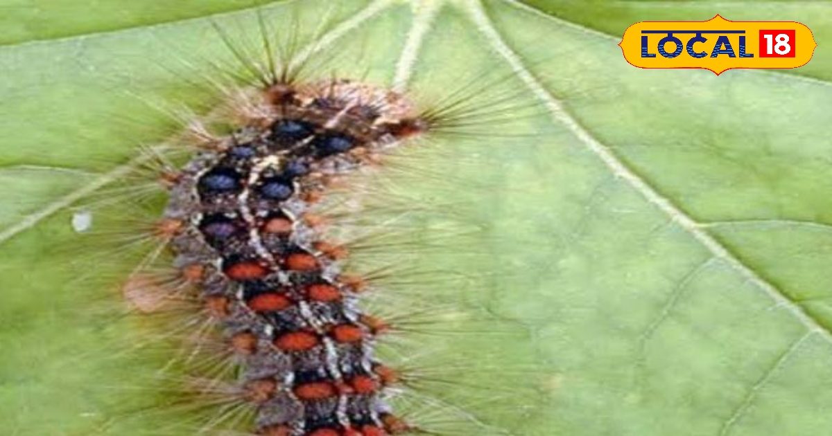 The threat of this insect increases on the crops growing in the fields ...