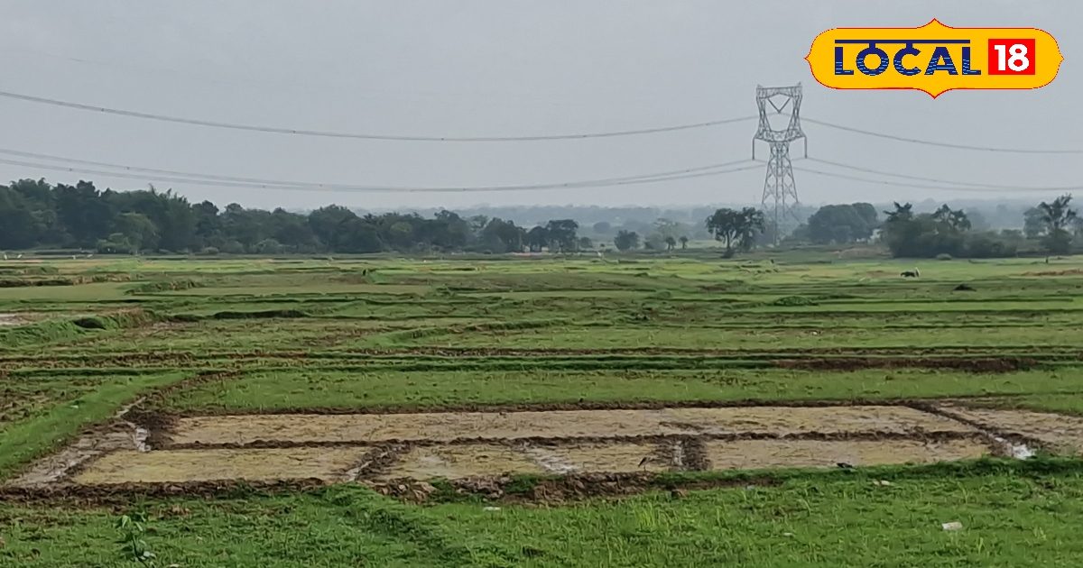 Know how to cultivate paddy so that the fields will flourish, and what ...