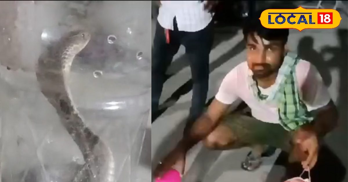 भाभी को सांप ने काटा तो देवर ने डब्बे में किया कैद, अस्पताल लेकर पहुंचा ...
