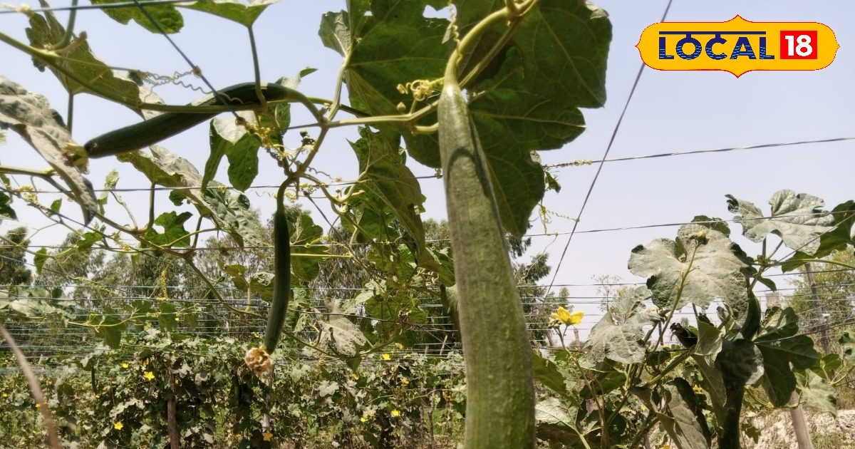 Farmer Lalit Torai Gourd Farming Torai Gourd is also prepared about 8 ...