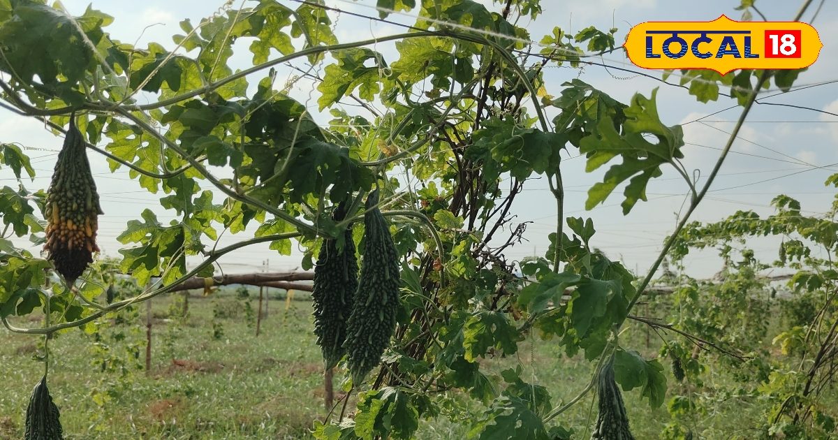 Farmers are getting rich by planting bitter gourd and kheer in the same ...