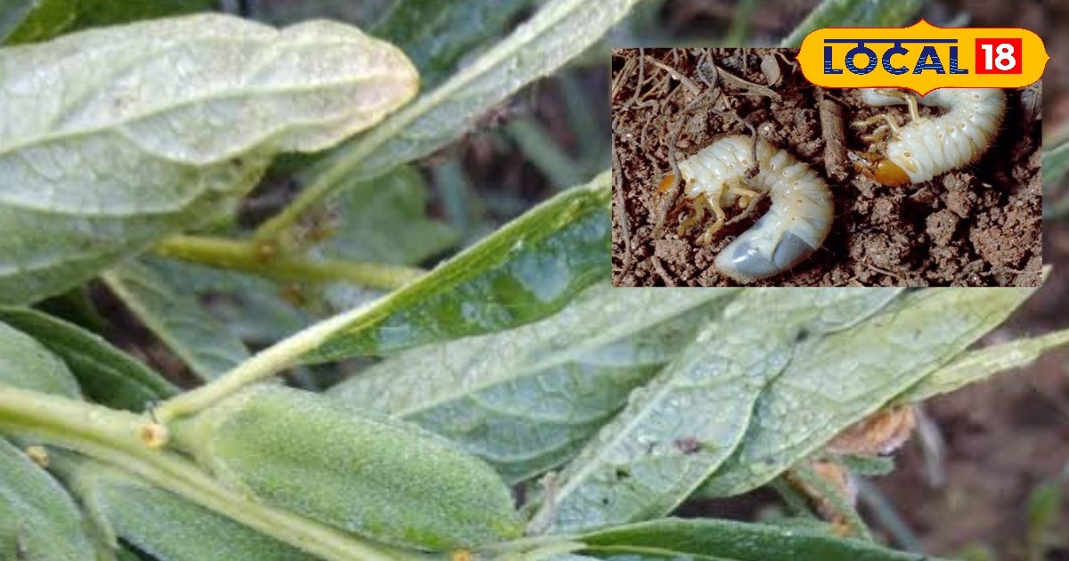 This is how you can save your crops from the attack of Katara insect ...