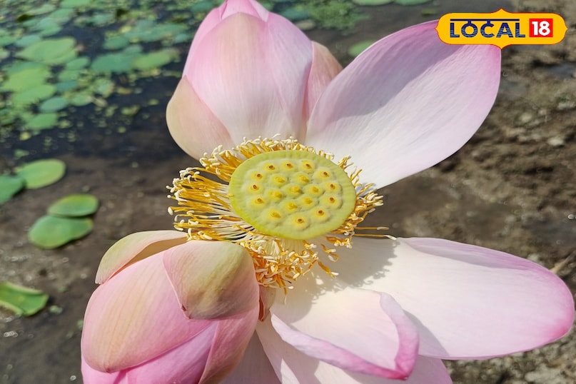 This flower that plays in the mud is a panacea for countless diseases ...