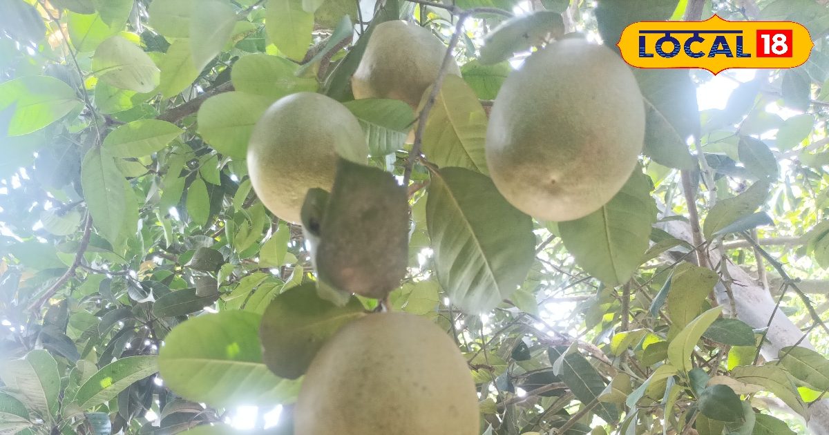 Its fruit weighs up to one kilo, people from far and wide enjoy the ...