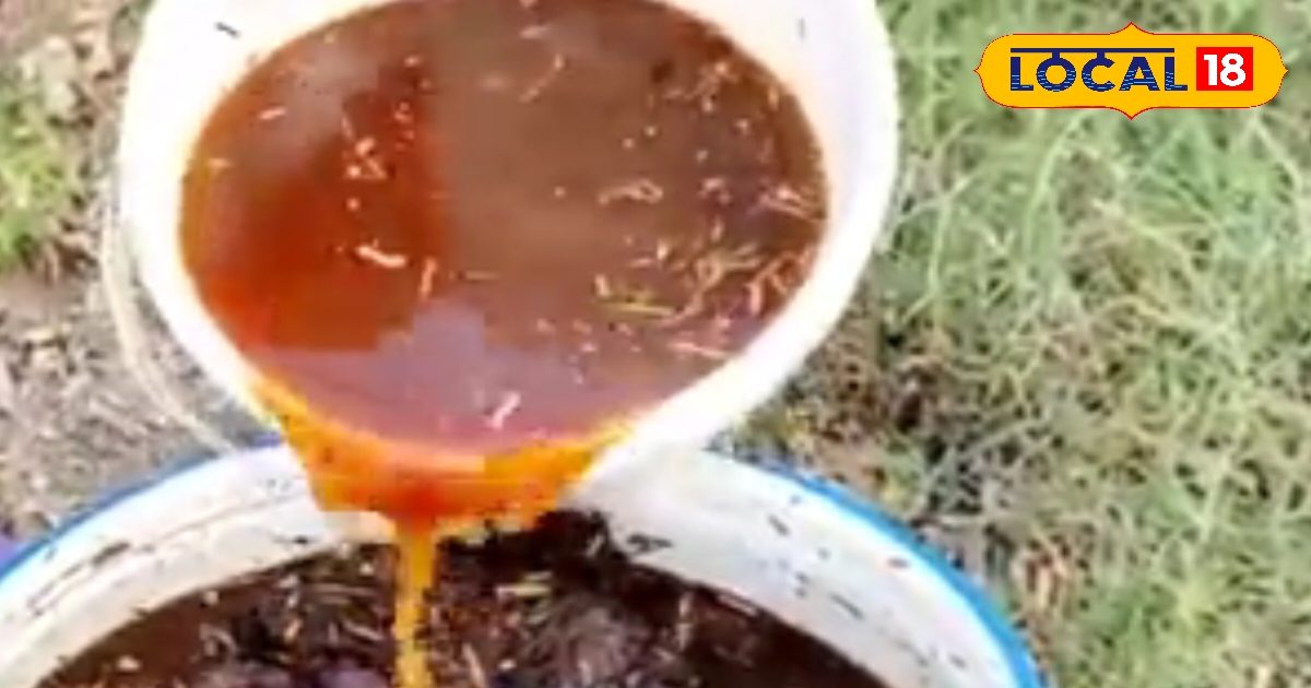 What is Agni Astra Compost? There is a connection between cow urine ...