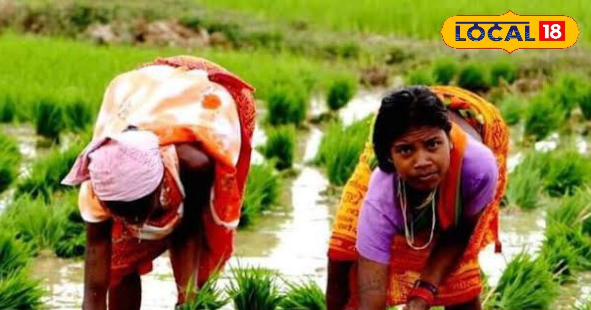 Hareli festival of Chhattisgarh is celebrated on the day of Hariyali ...