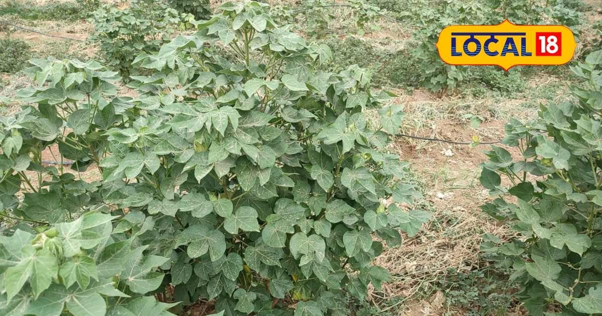 farmer is earning Rs 10 lakh from the cultivation of Rajasthans most ...