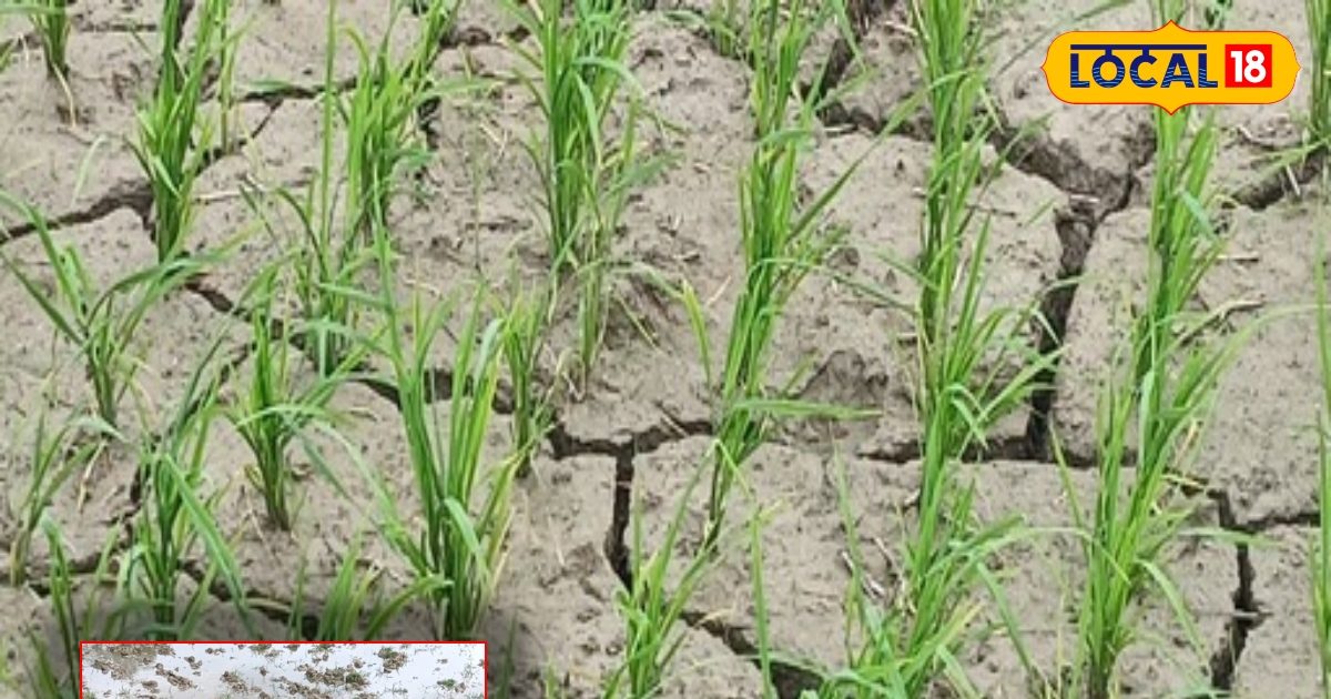 how to cultivaton of which variety of paddy gives more production ...