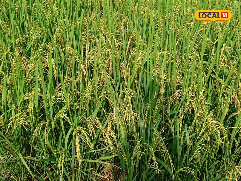 how cultivate peddy How much nitrogen give Basmati rice and peddy crop ...