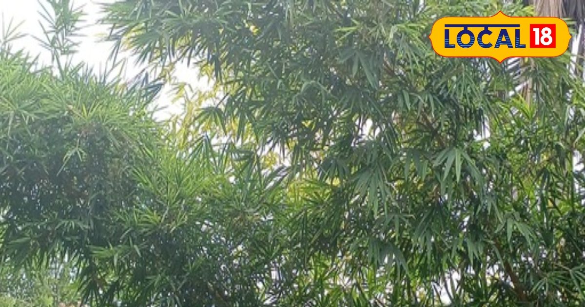 where to buy bamboo tree for nursery and used to decoration demand in ...