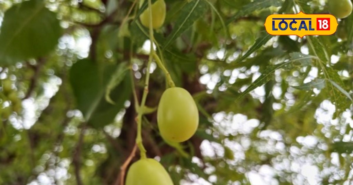 benefits of neem nimboli for health phal medicine tube for eyes uses ...