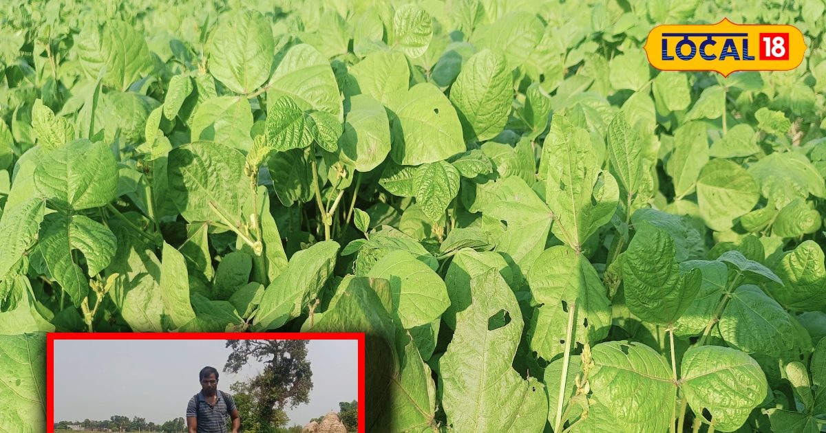 Prepare indigenous insecticide from these leaves root grub case worm ...