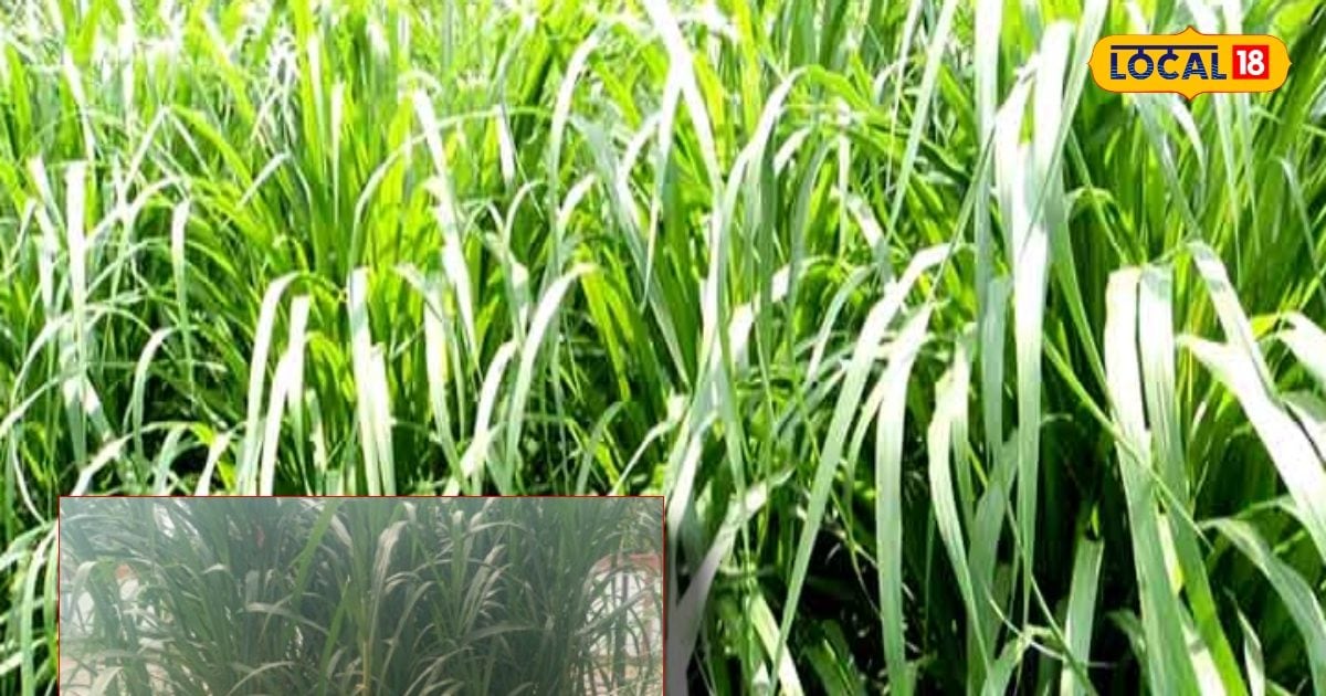 How to increase milk production of animals Green fodder In 1 rupee milch animal will give ...