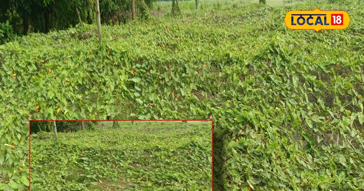 how to cultivation of Parwal One and a quarter bigha field is yielding ...