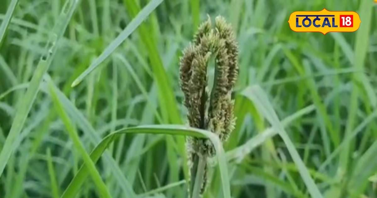 how to cultivation of madua ragi and millet benefits farming 30 quintal ...