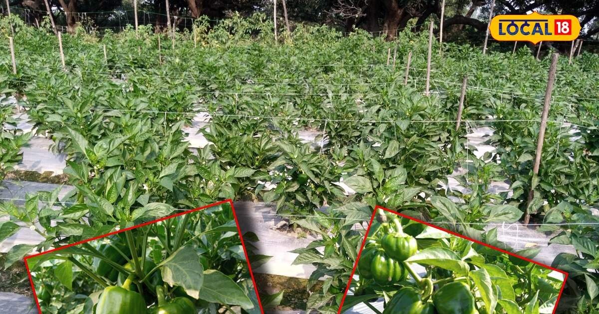 how to cultivation of capsicum-farming-these-are-the-top-varieties-of ...