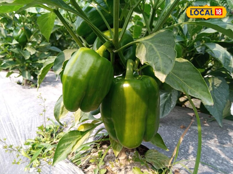 how to cultivation of capsicum-farming-these-are-the-top-varieties-of ...
