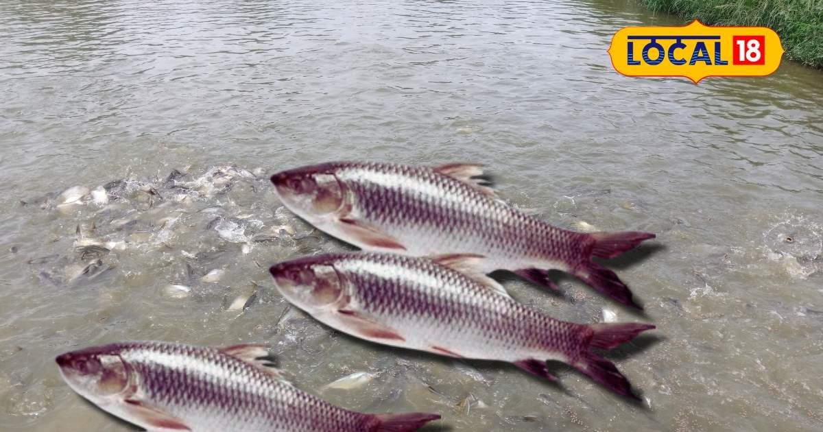 Left wheat and paddy started fish farming in the field profit becomes ...