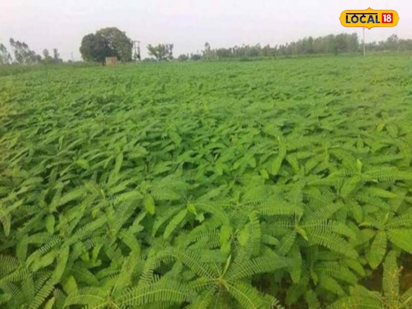 Dhencha cultivation will increase soil fertility and water flow power ...