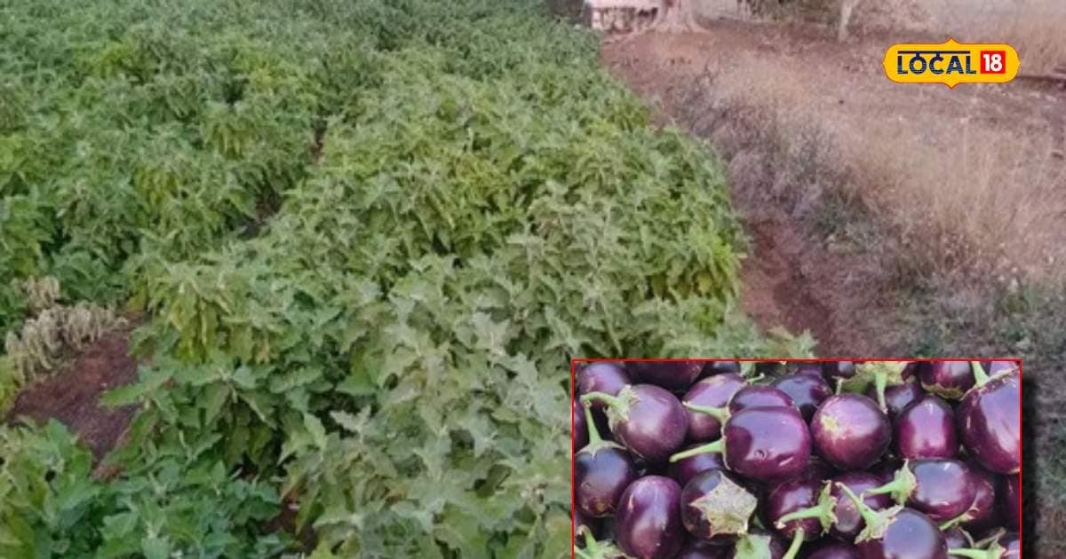 Cultivate best variety brinjal Purple Cluster Pusa Shyamala PPC variety ...