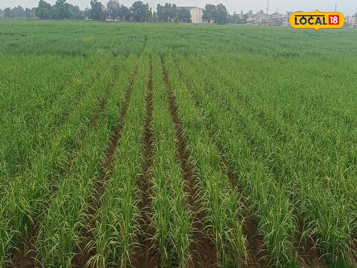 How to use insecticides and Trichocard Trichogramma chilonis to destroy ...