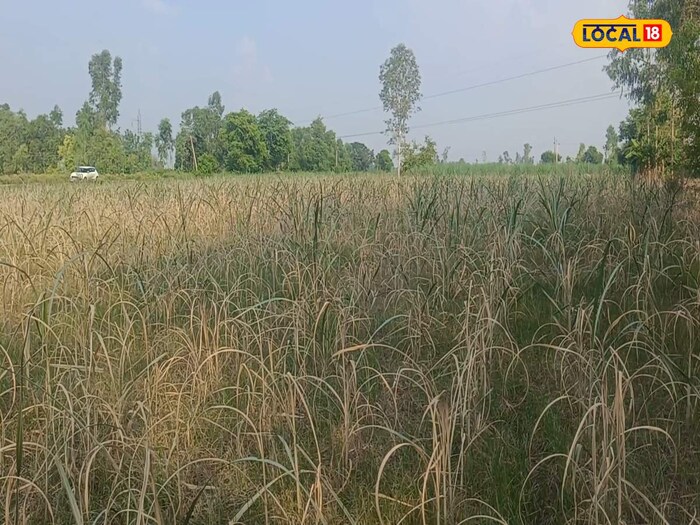 How to use insecticides and Trichocard Trichogramma chilonis to destroy ...