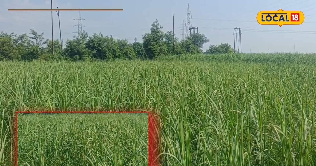 How to use insecticides and Trichocard Trichogramma chilonis to destroy ...