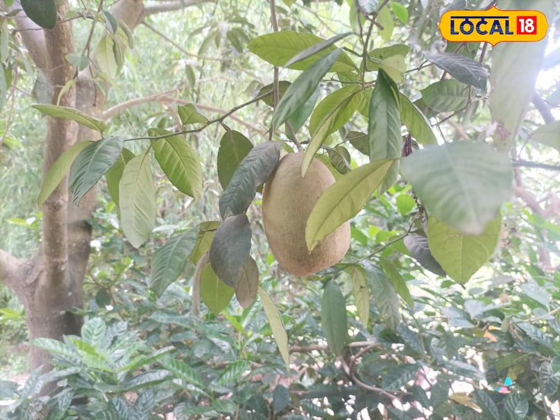 How many kilos does the Gagar lemon fruit weight small plant planted ...