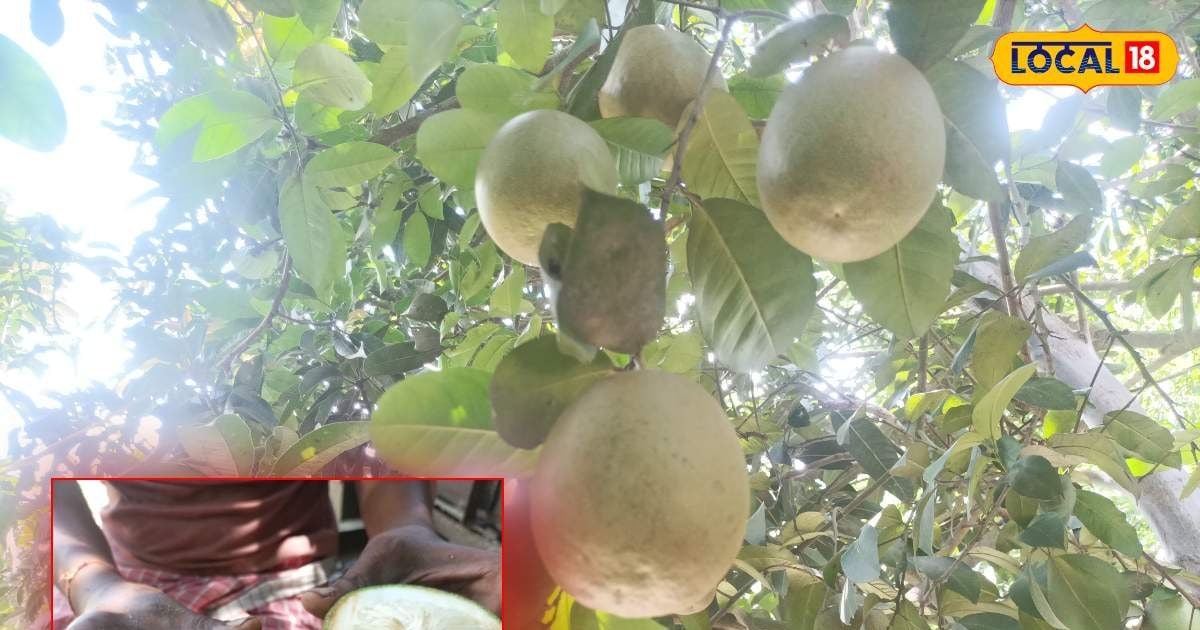 How many kilos does the Gagar lemon fruit weight small plant planted ...