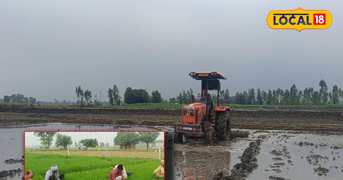 How to cultivate paddy spray 50KG urea in 2 times NPK in 19:19:19 do it ...