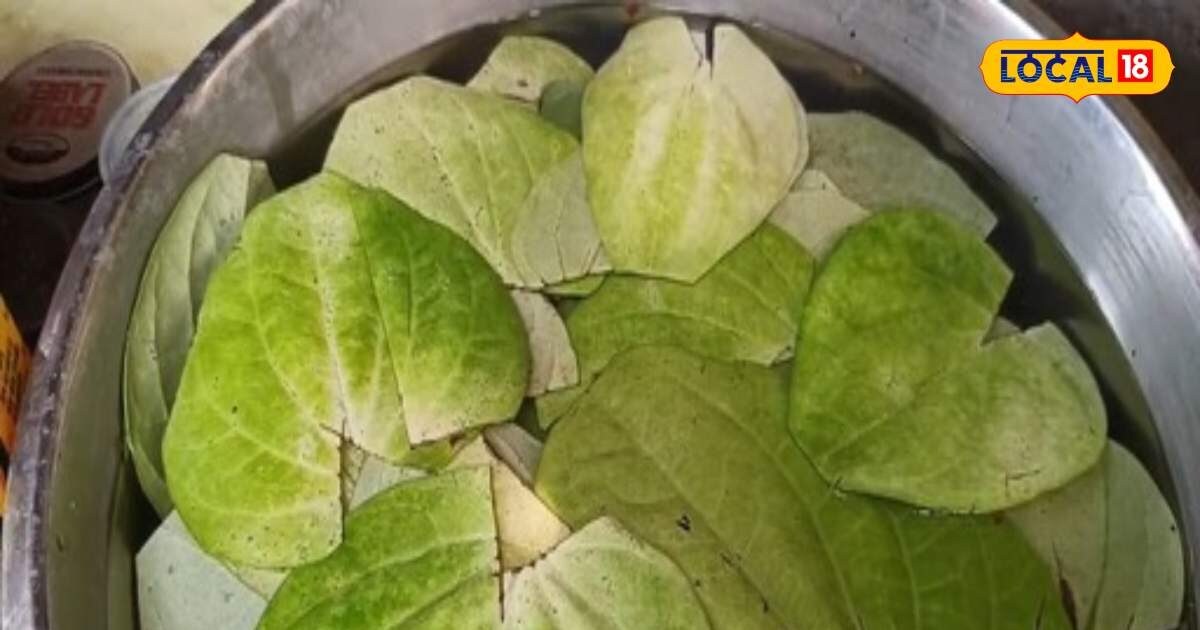 benefits of paan betel leaf chewing paan good for health diabities ...