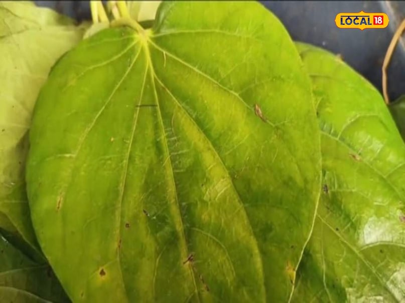 benefits of paan betel leaf chewing paan good for health diabities ...