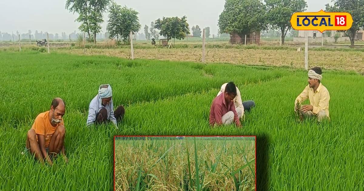 how cultivate peddy How much nitrogen give Basmati rice and peddy crop ...