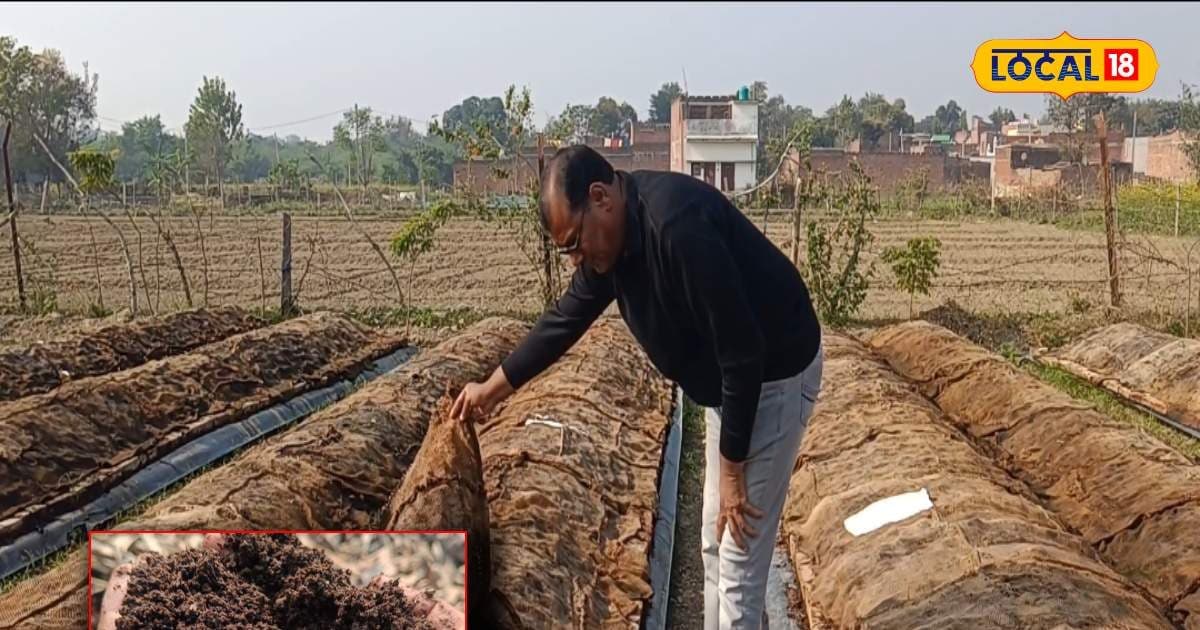 Advantages and disadvantages of putting raw and cooked cow dung in the ...