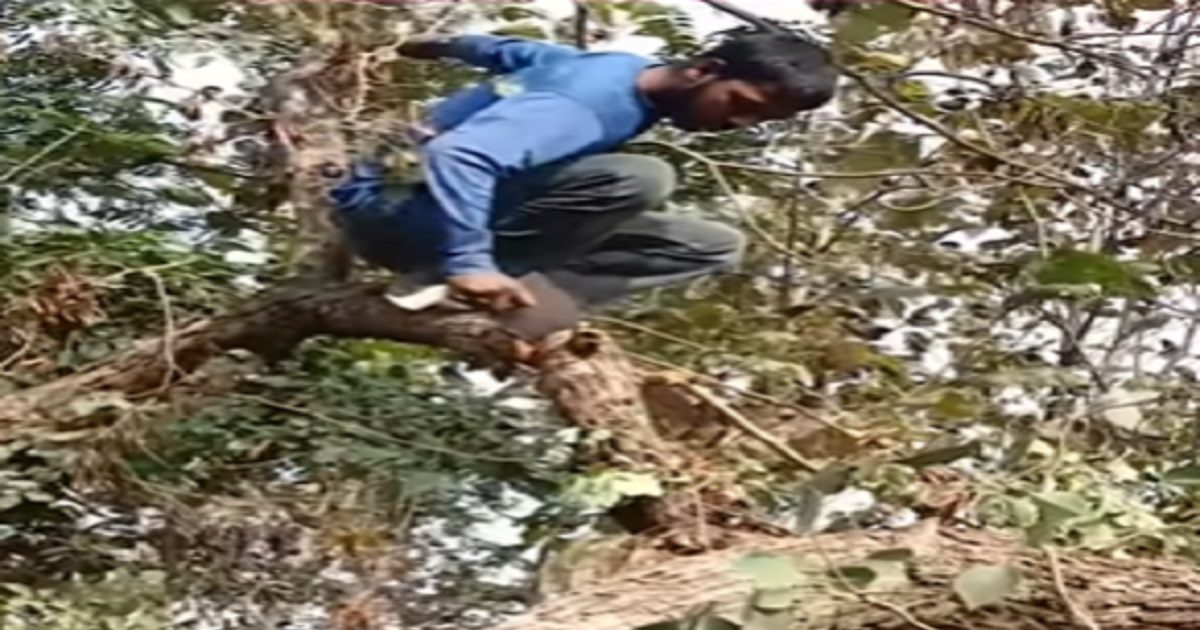 मिल गया कलियुग का कालिदास! पेड़ पर चढ़ टहनी काट रहा था शख्स, देखते ही ...